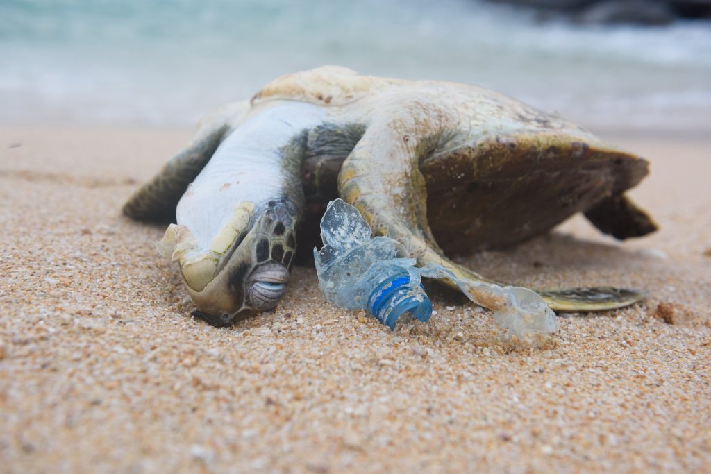 Help us save the ocean - O Beach Ibiza